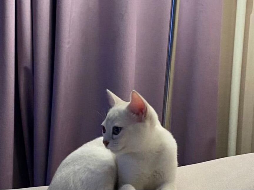 Кошка Бурмилла