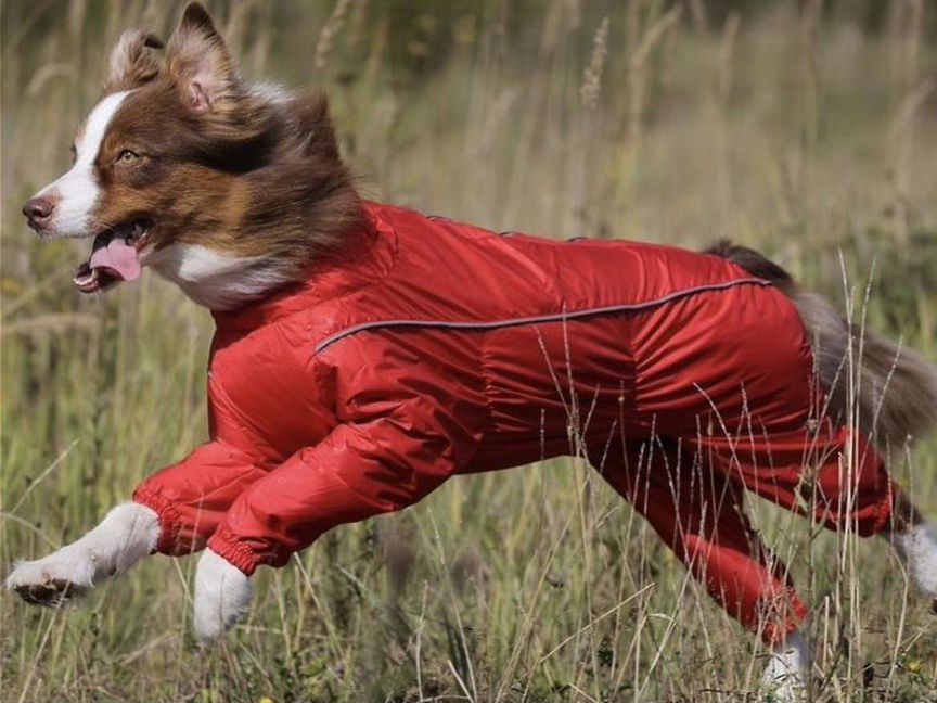 Дождевик для собаки и зимняя попона,намордник