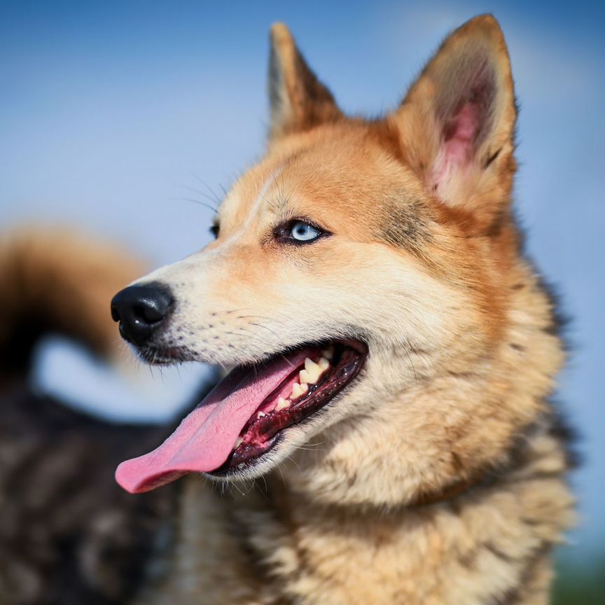 Разноглазая красотка Лайза ищет дом