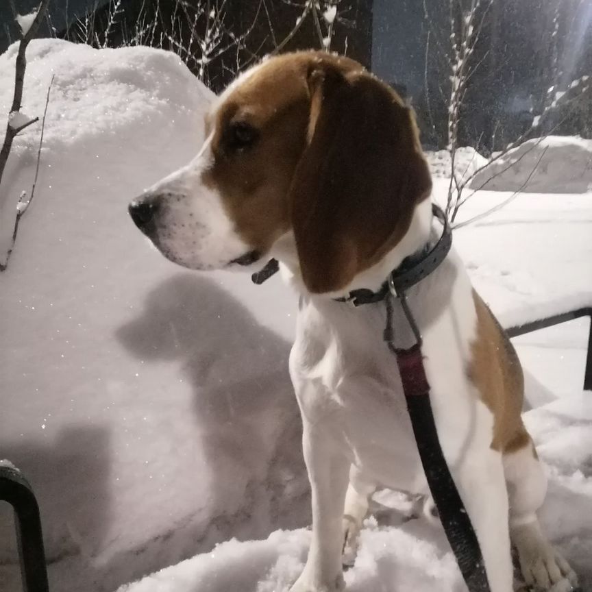 Вязка кобель бигль