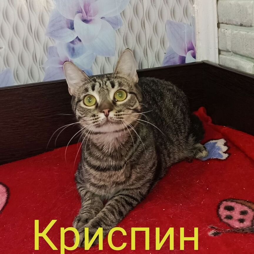 Полосатики ищут дом