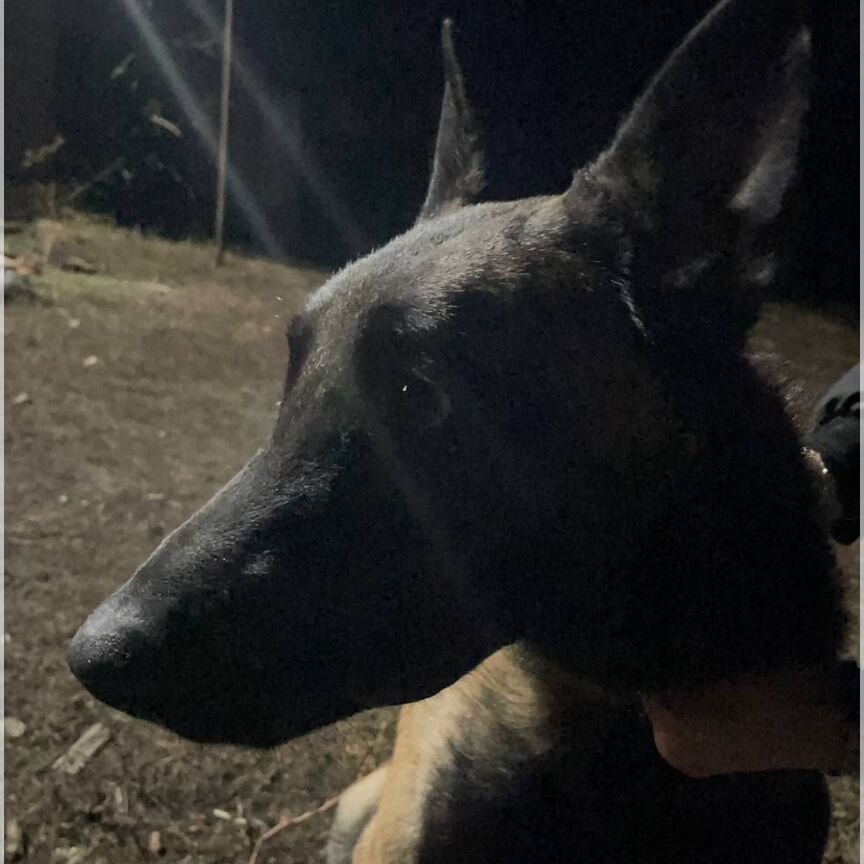 Собака бельгийская овчарка