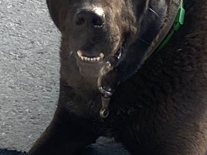 Полупородистый серьезный пёс для охраны