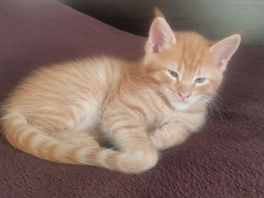 Кошка