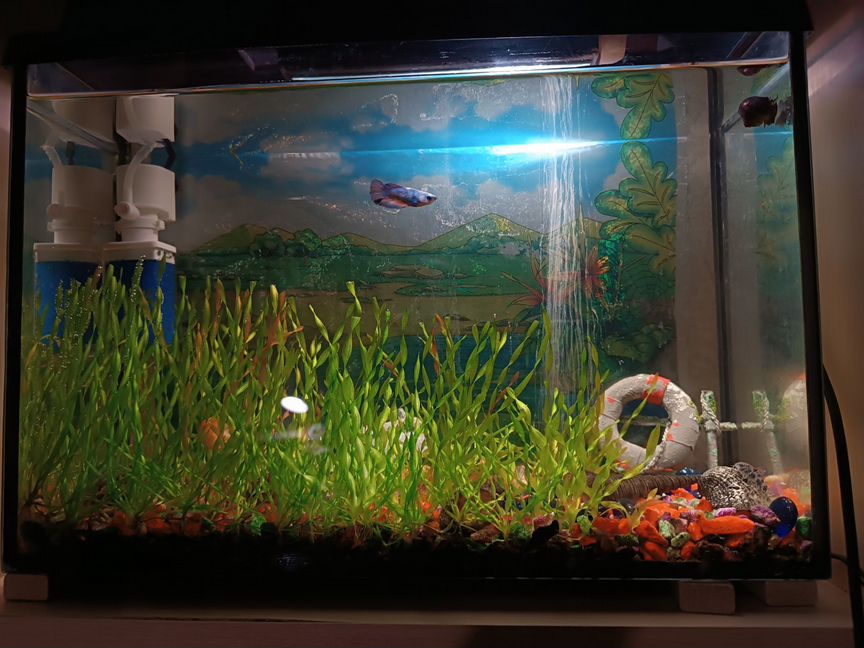 Водоросли для аквариума. Валлиснерия