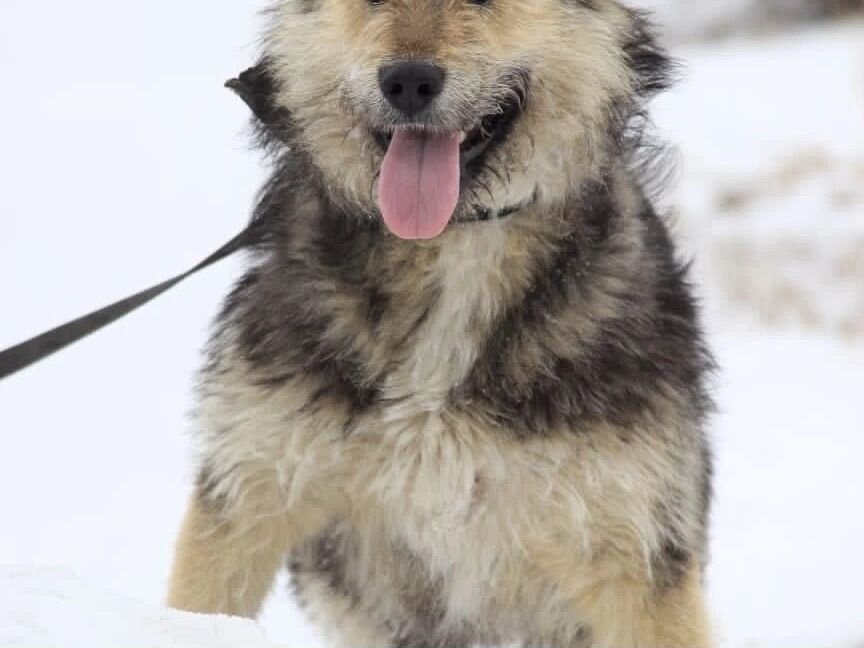 Стерилизованная Анфиса