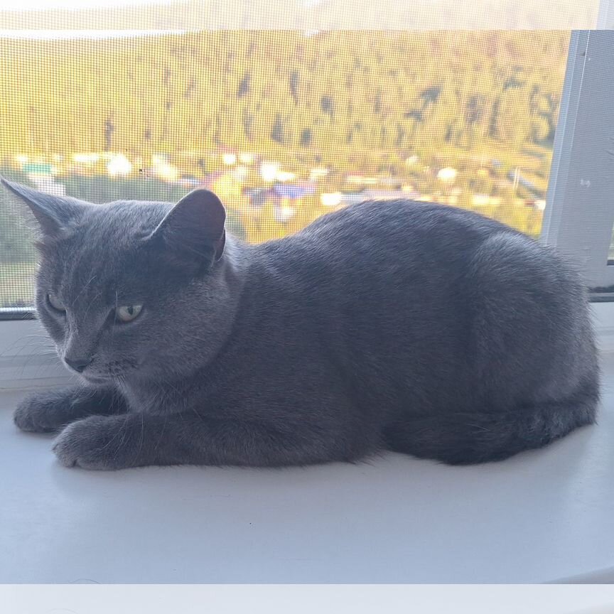 Котик Макс