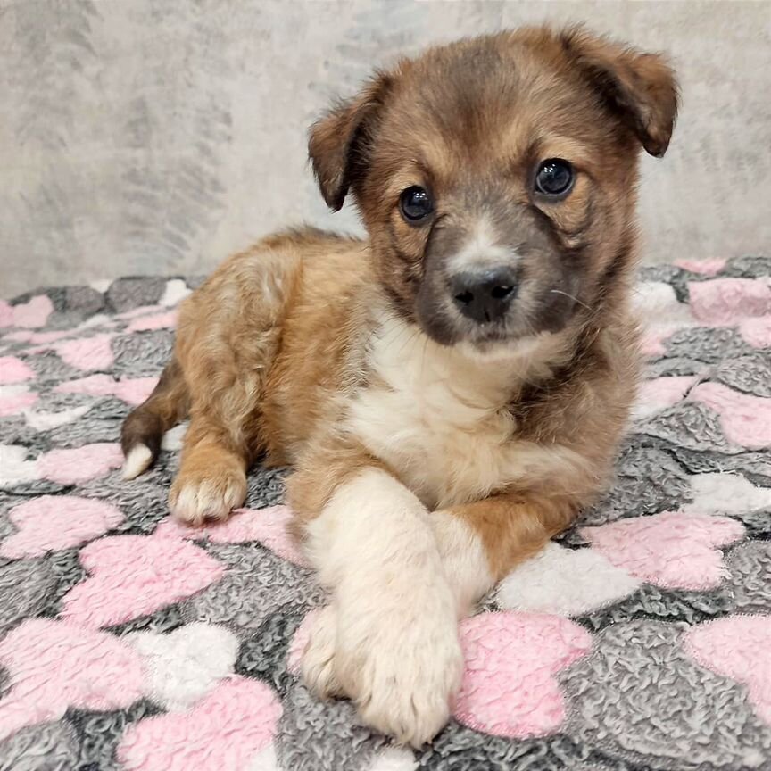 Щенок девочка ищет дом