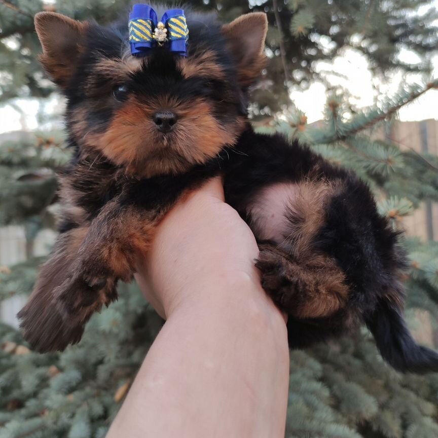 Йоркширский терьер, щенок