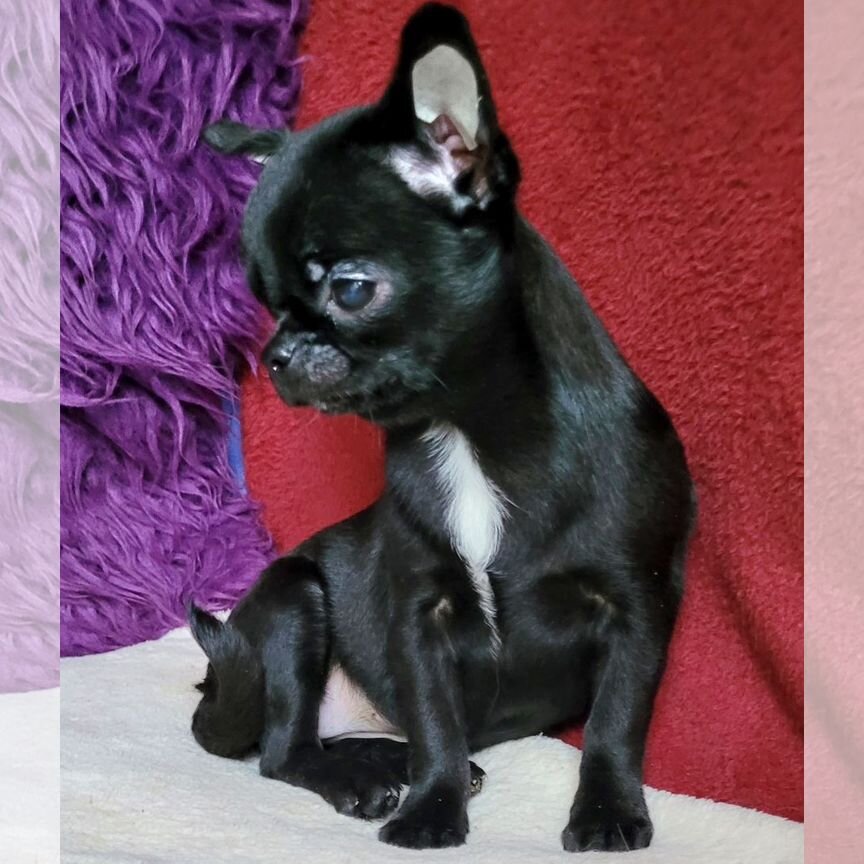 Чихуахуа, щенок