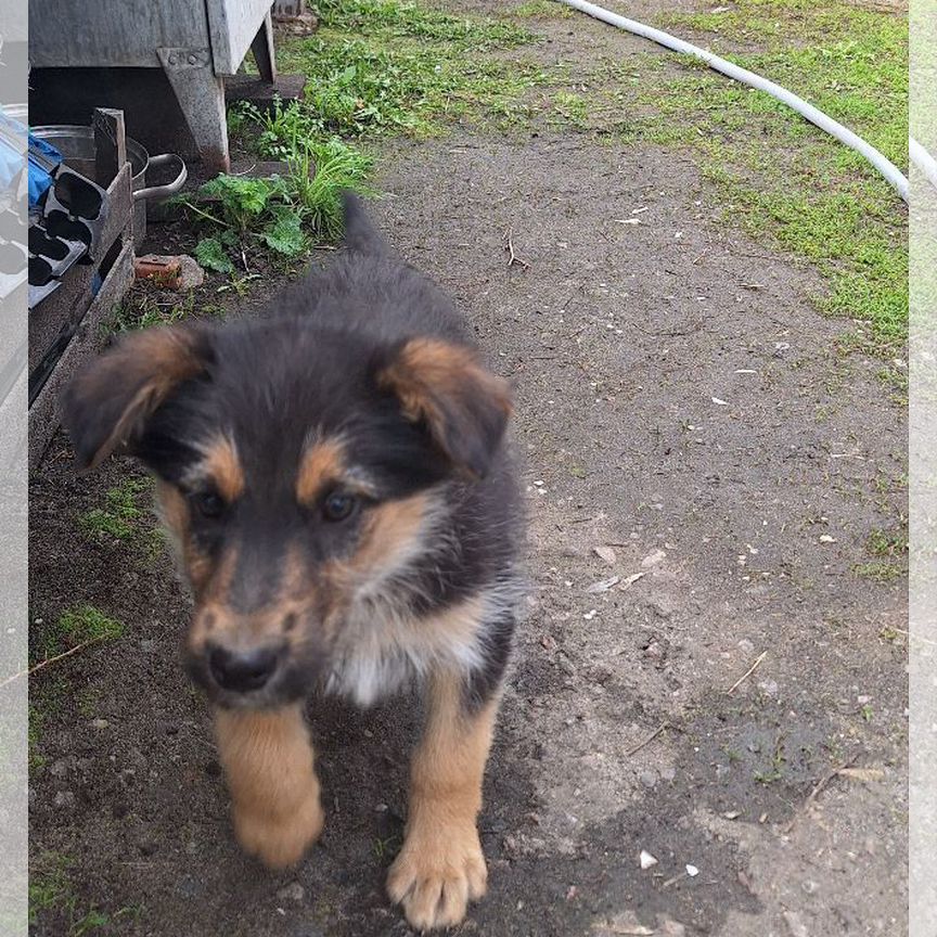 Щенок в добрые руки