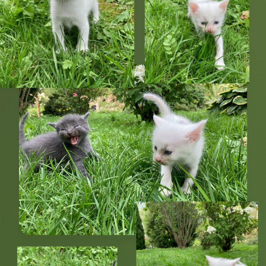 Котята в добрые руки