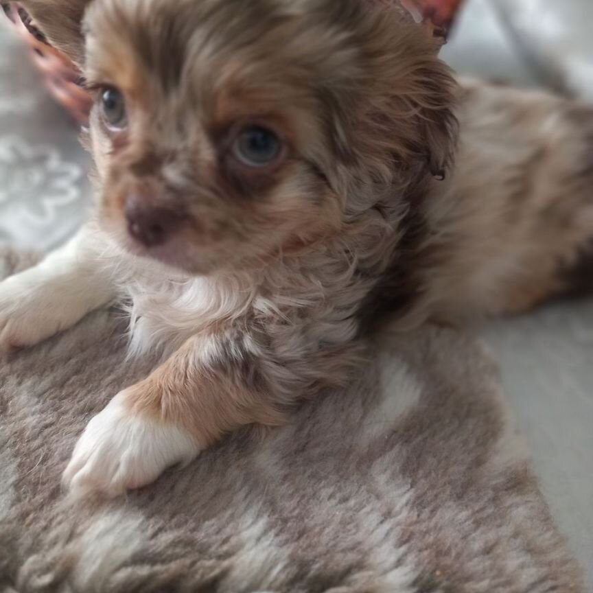 Мальчик кудряшка чихуахуа