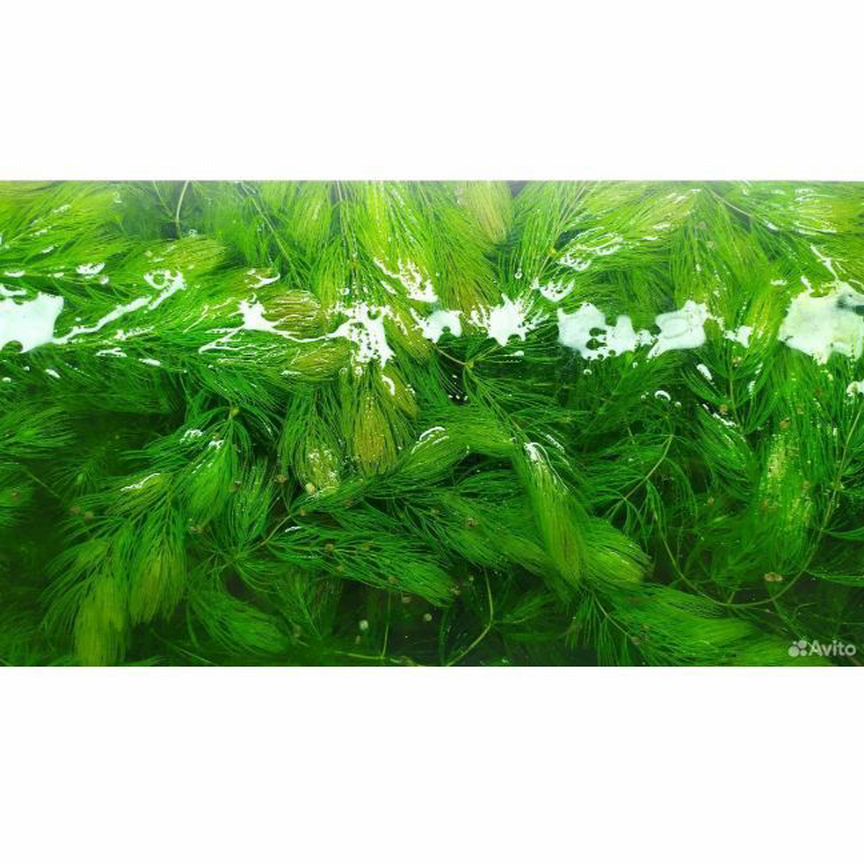 Отдам прополку роголисника за шоколадку