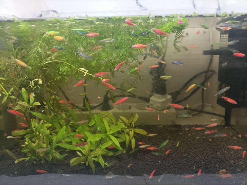 Аквариумные рыбки