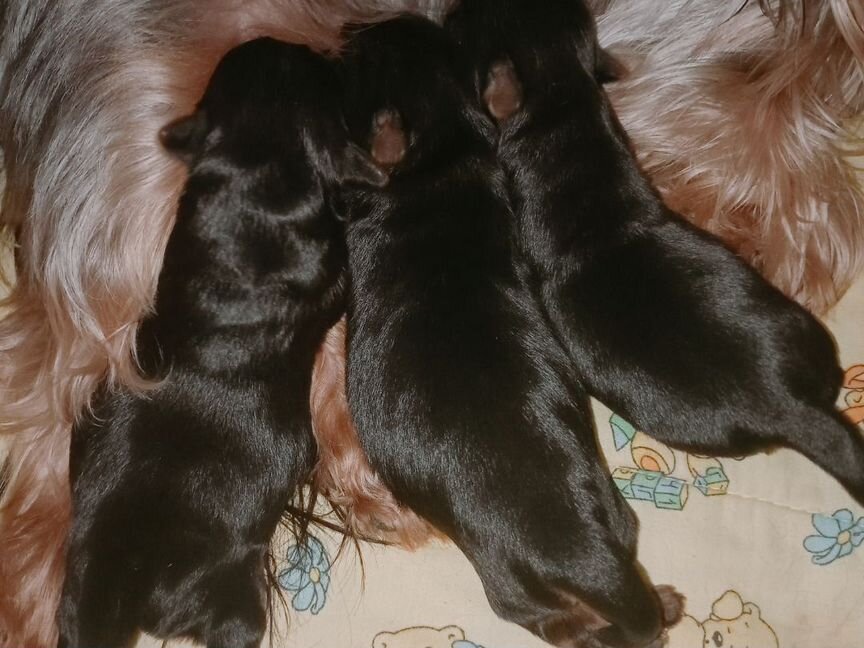 Йоркширский терьер мини щенки