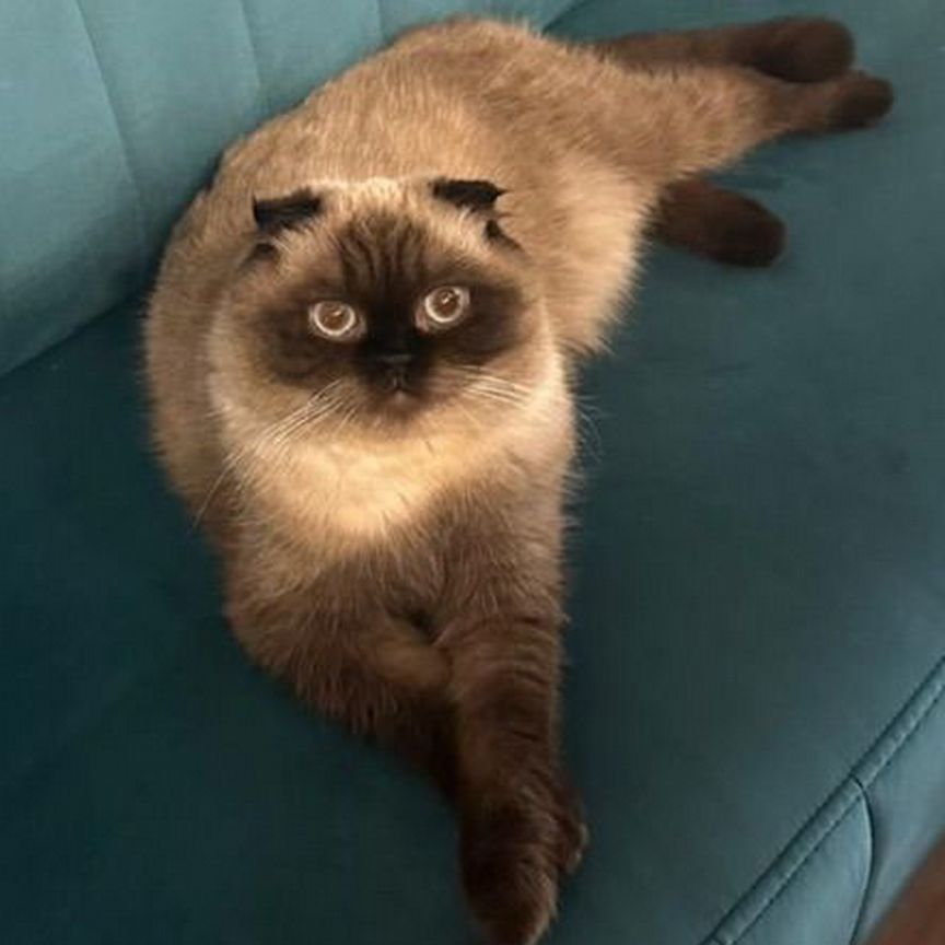 Ищем шотландского котика для вязки