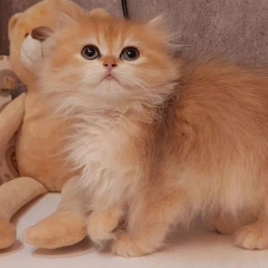 Британский длинношёрстный котёнок