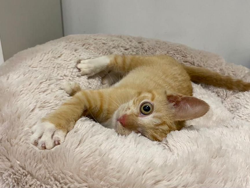 Пират ищет дом