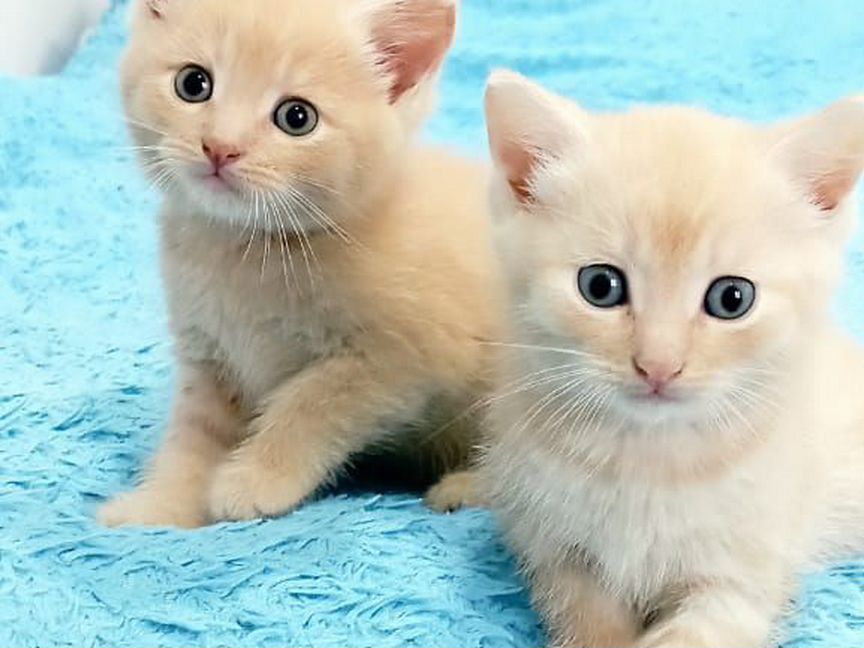 Въетнамские котята