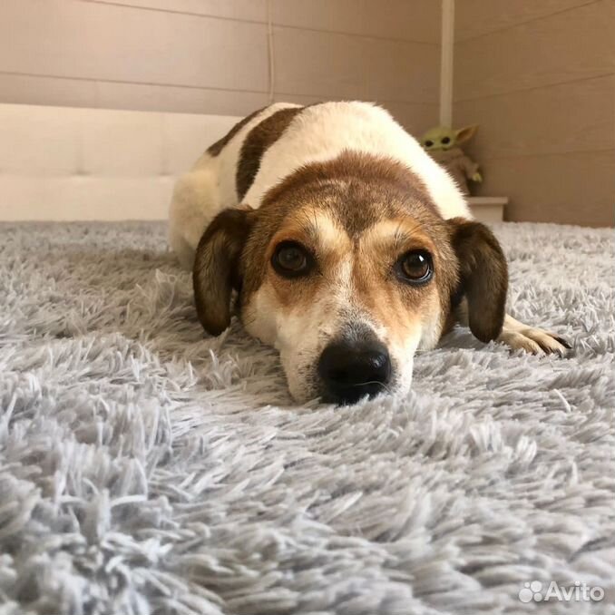 Собака девочка Мия 2 года ищет дом