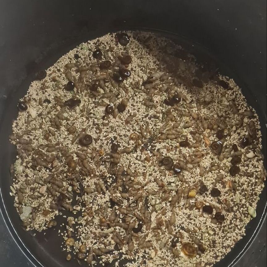 Улитки аквариумные