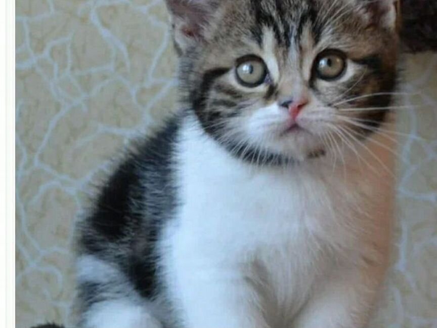 Кошка