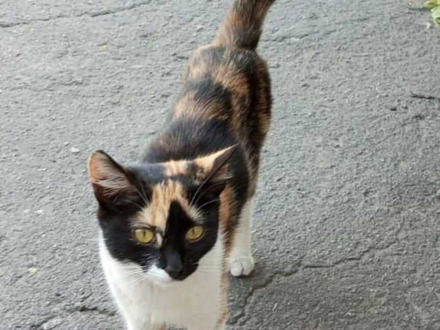 Котенок Симба)