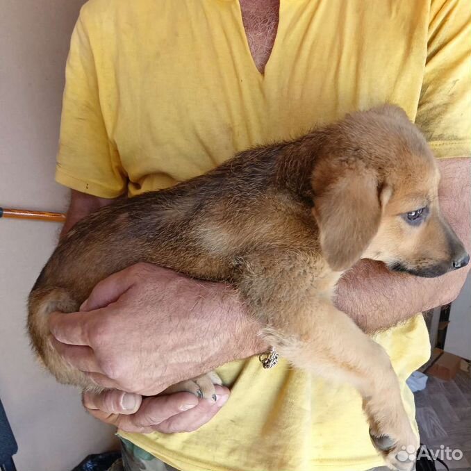 Нашли щенка, нужен дом, мальчик