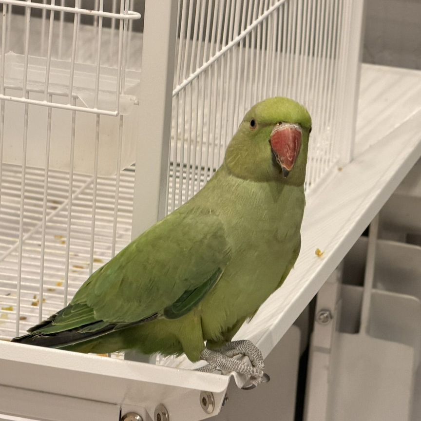 Ожереловый попугай