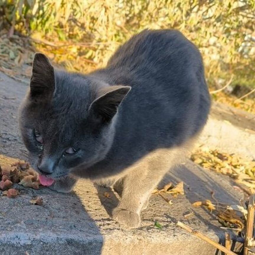 Котик нуждается в помощи