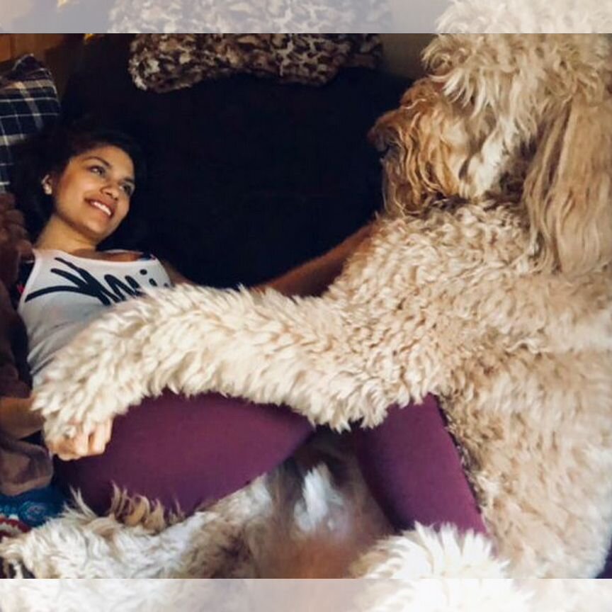 Китайский императорский пудель