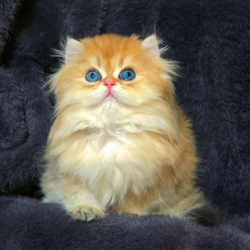 Эксклюзивный малыш