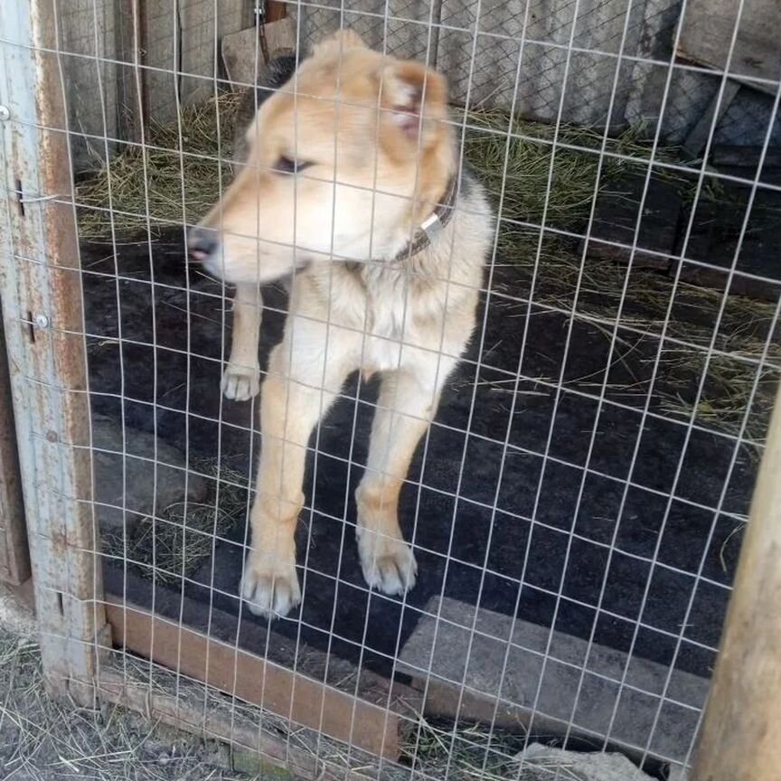 Среднеазиатская овчарка, щенок