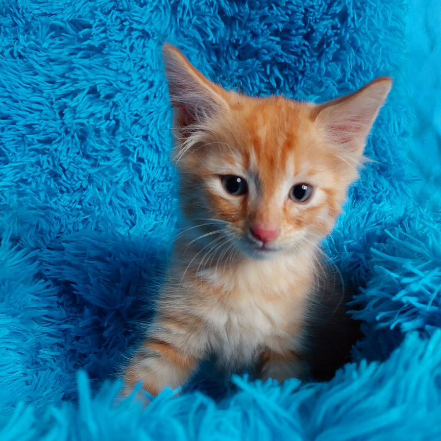 Котята