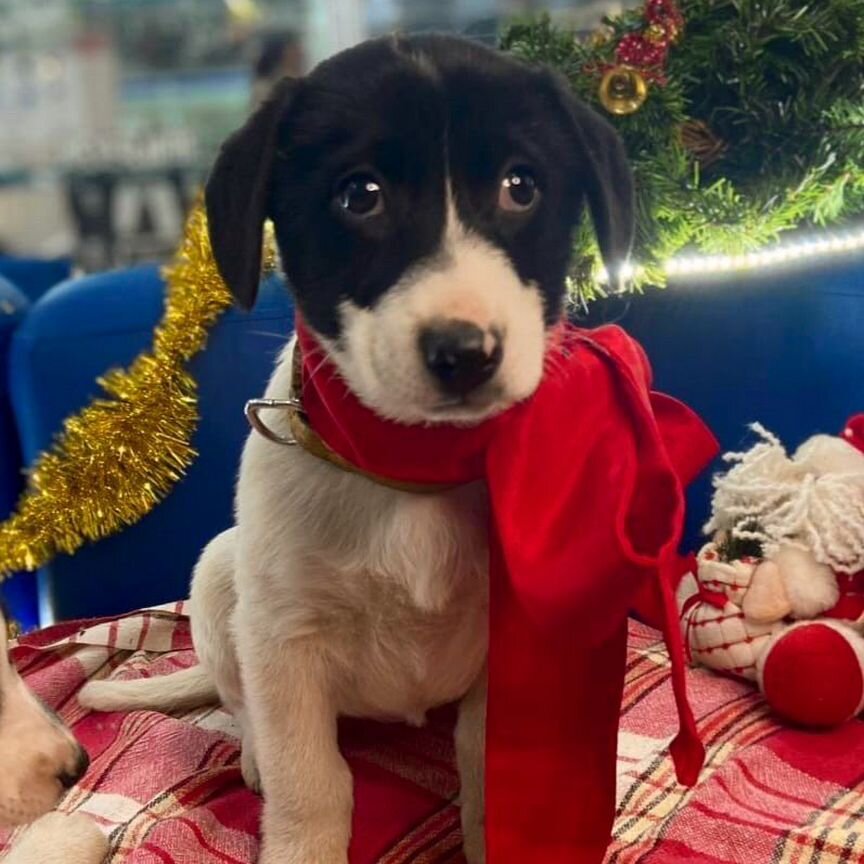 Непоседа Дана в дар