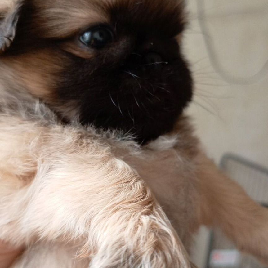 Малышы пикинесы