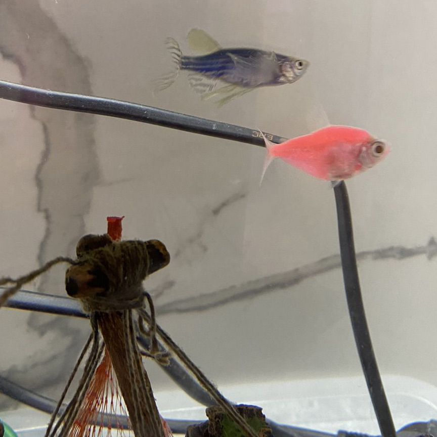 Аквариумные рыбки