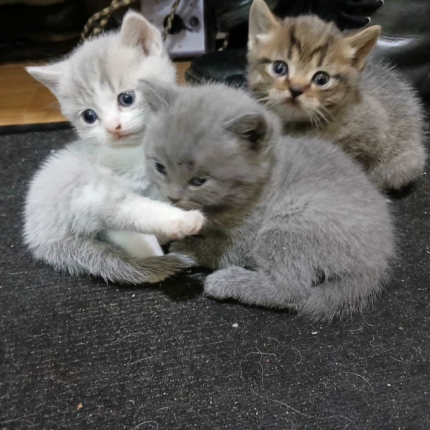 Котята в добрые руки бесплатно