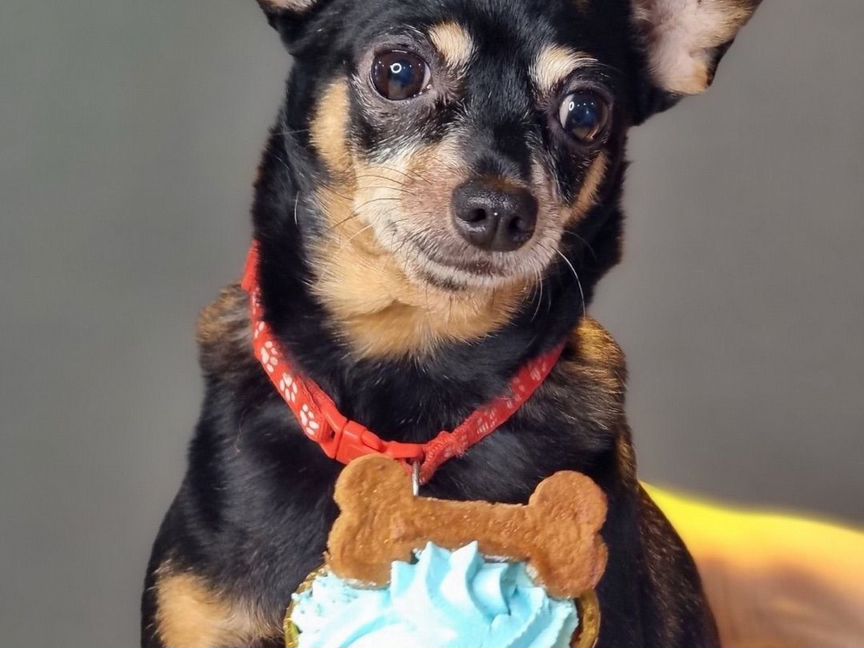 Торты для собак