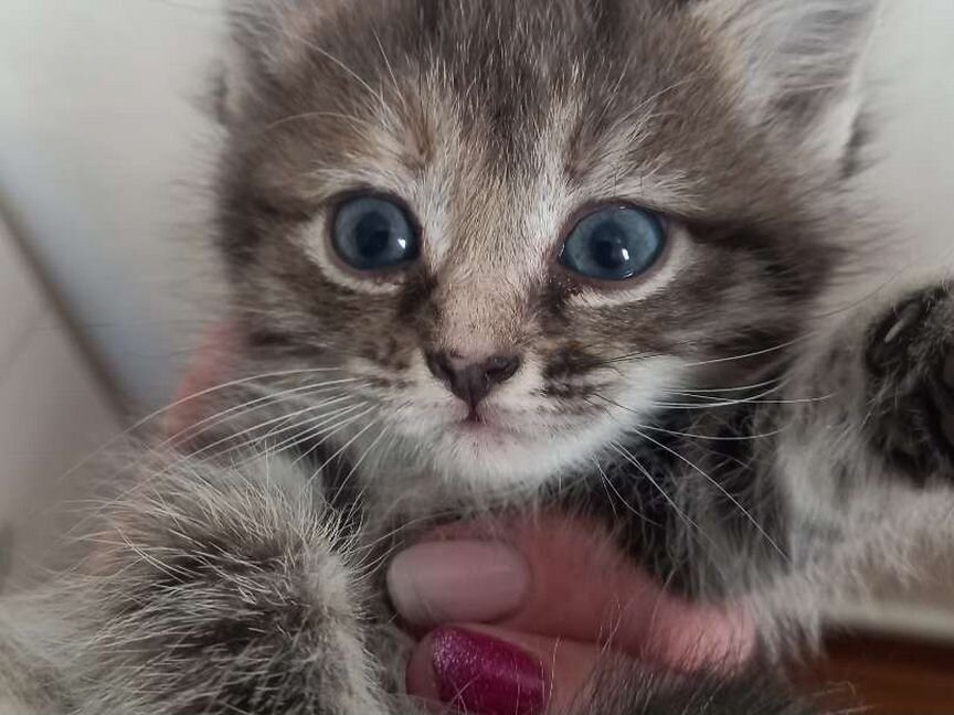 Котята
