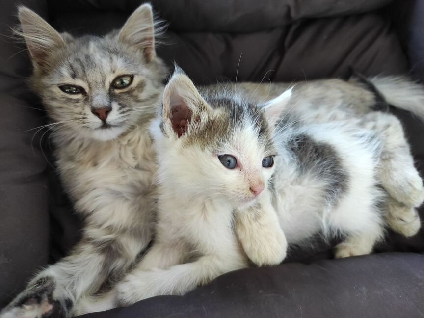 Котятки бесплатно