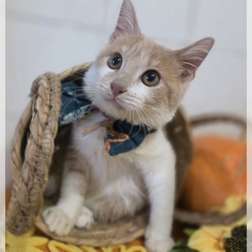 Котёнок в добрые руки