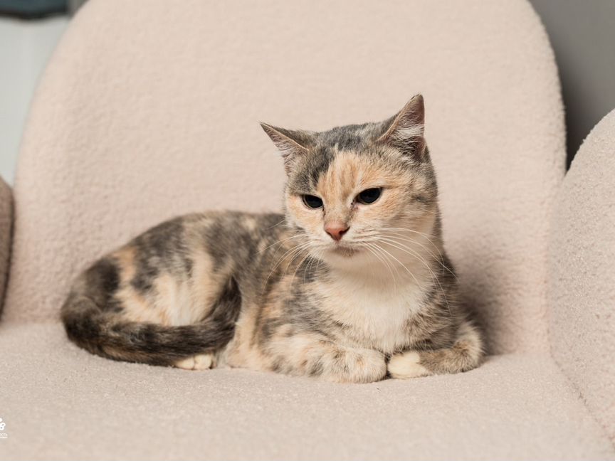 Молли ищет дом