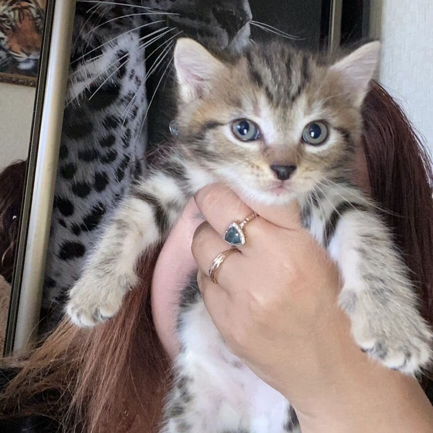 Бенгальские котята