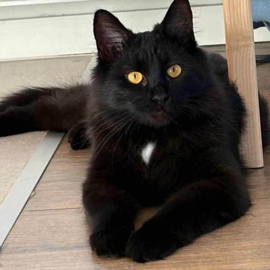 Взрослая, кошка в добрые руки