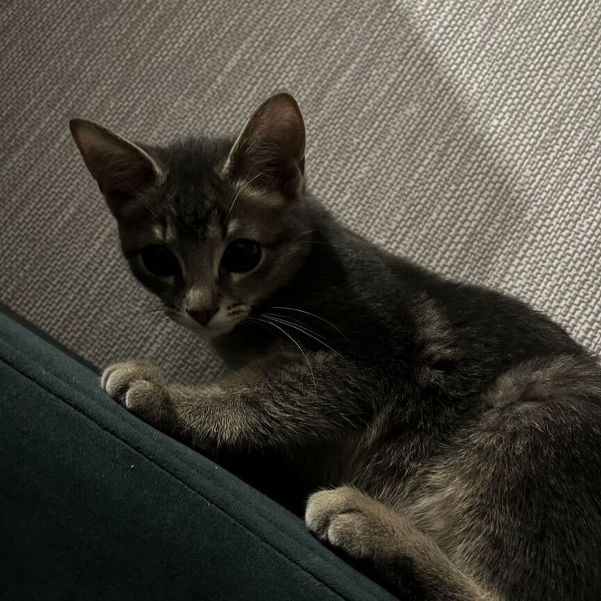 Абесинский кот