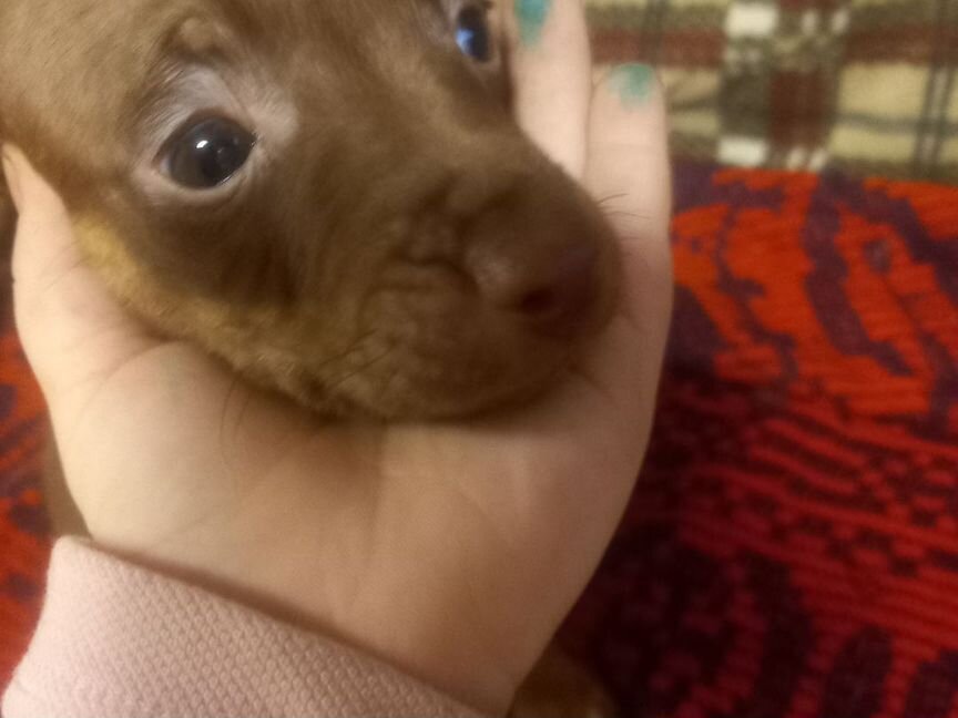 Мини той-терьер щенки