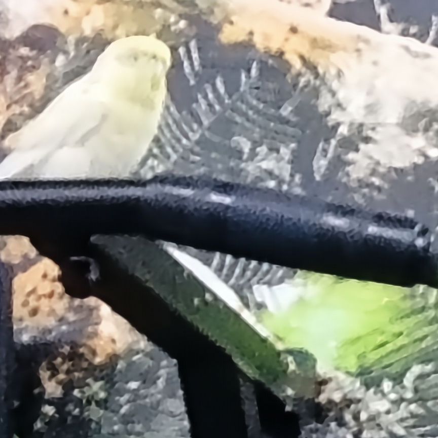 Птенцы волнистый попугай ручной