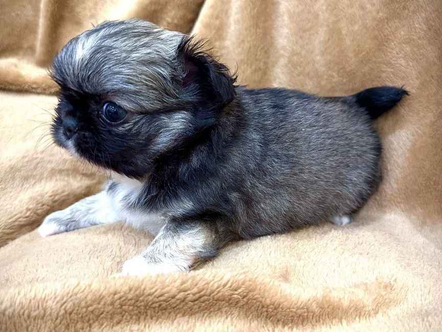 Мальчишки длинношерстные